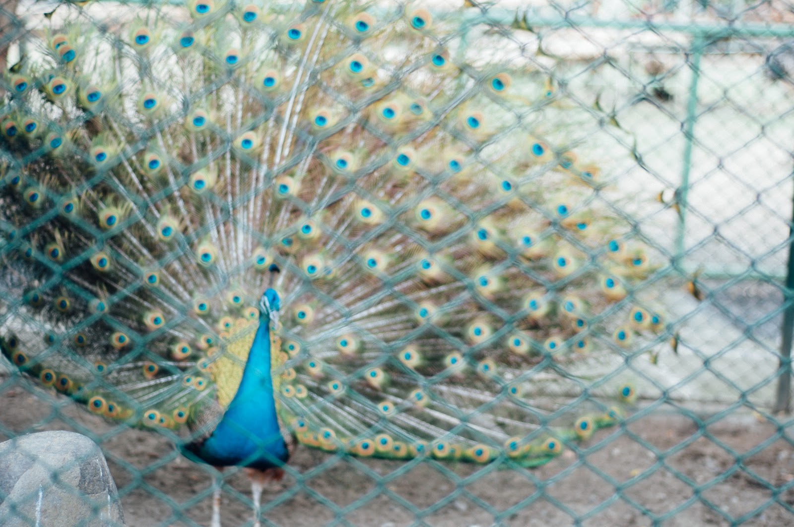 Discover Davao : Davao Crocodile Park - Ochi In The City