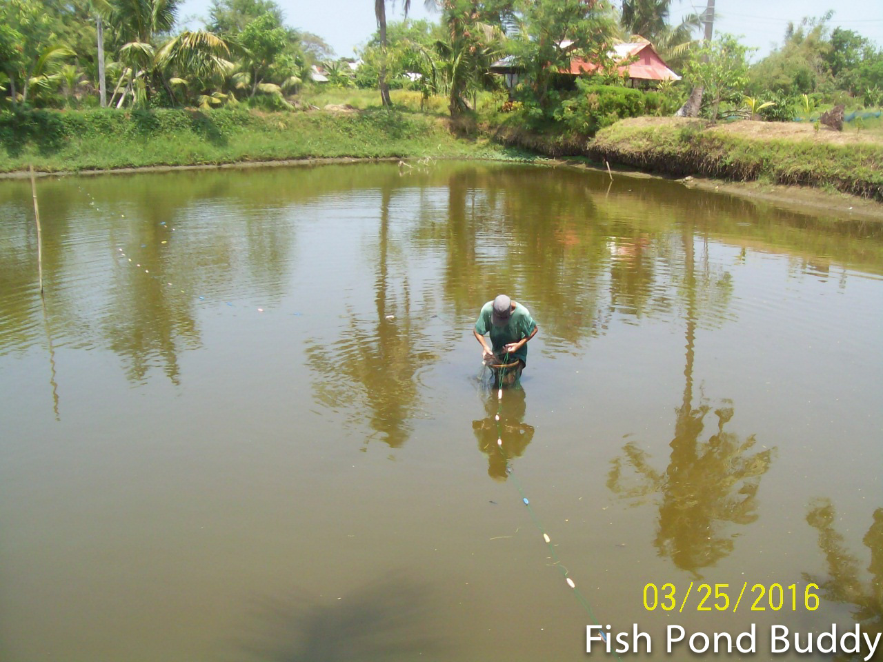 Fish Pond Buddy: Fish Farmer vs. Mudfish ("Dalag")