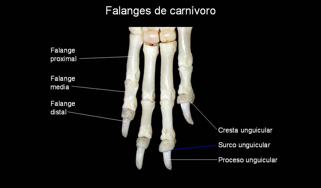 Auxiliar de Veterinaria: 2014