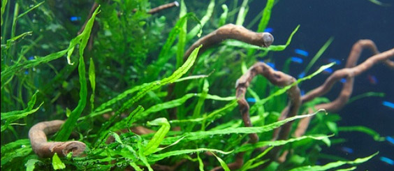 aquascapejuara: Java Fern, Tanaman Hias Air Yang Akar Cocok ke Batu ...