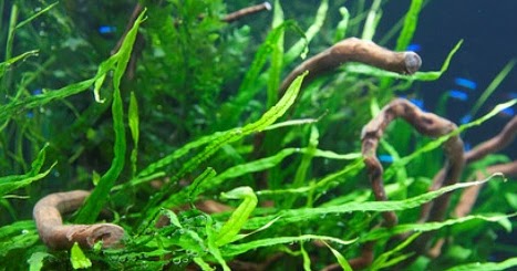 aquascapejuara: Java Fern, Tanaman Hias Air Yang Akar Cocok ke Batu ...