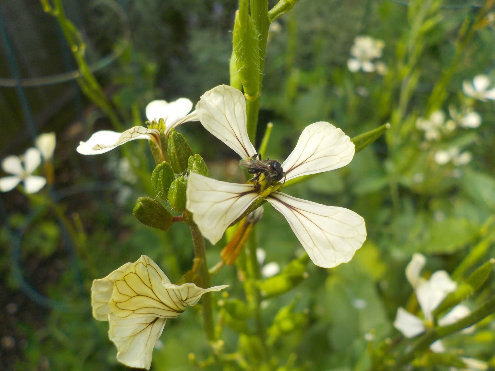 a hopeful nature: Rocket Flowers
