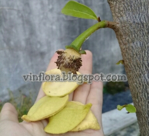 Bunga Sirsak Rontok Terus, Mungkin Butuh Penyerbukan Buatan ~ VinFlora