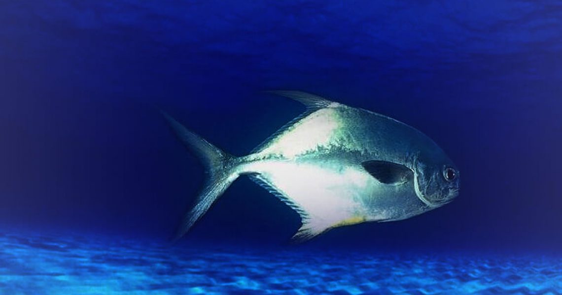 No Mar Profundo: Pampo - Sernambiguara