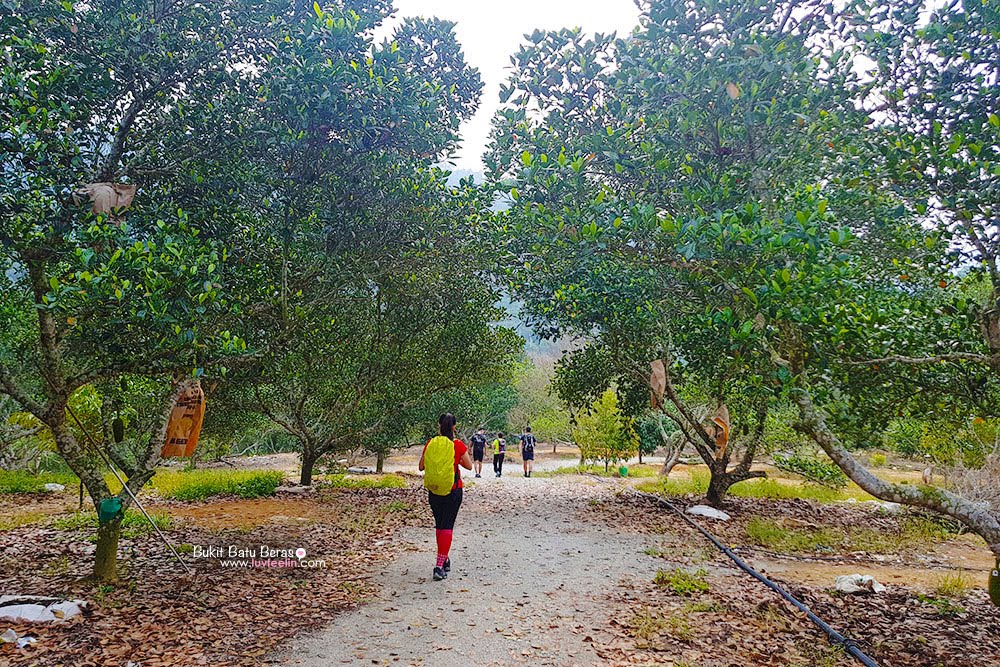 Bukit Batu Beras【米石山】烟霾之下的无边田野美景 - 乐飞翎 ♥ LUVFEELIN