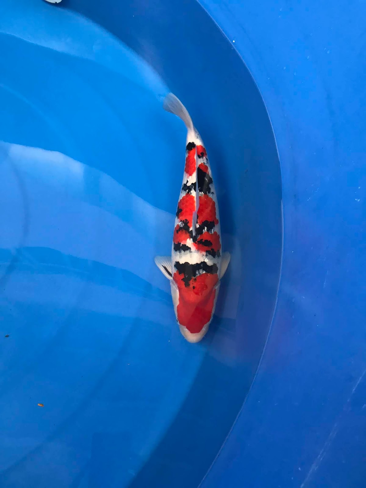 Beautysmile-Koi: The 19th Hong Kong Young Koi Show 2019
