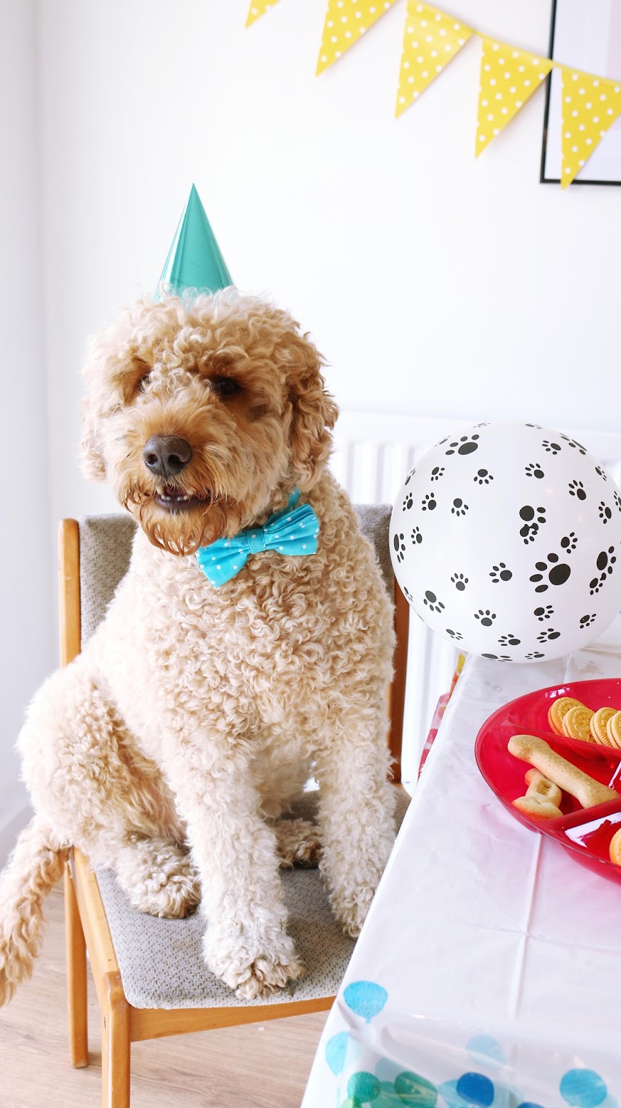 6 Things I've Learnt Since Having A Dog - Corrie Bromfield