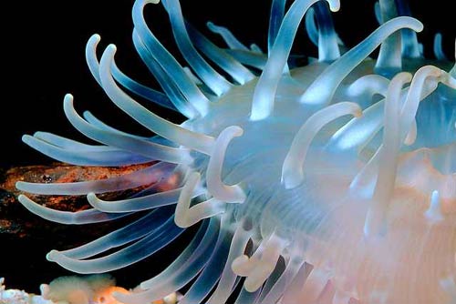 Biogeografi Explore: Porifera, Cnidaria, Ctenophora