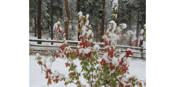 JeffCo Master Gardeners: Maple trees in Colorado — Cherie Luke ...