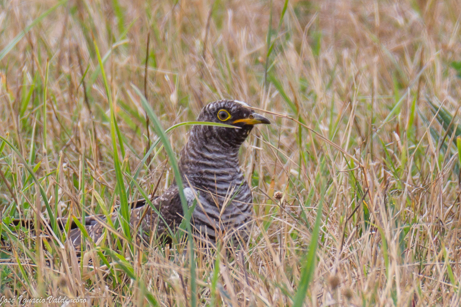 DocNatureBlog: El ave que nunca llega a conocer a sus progenitores ...