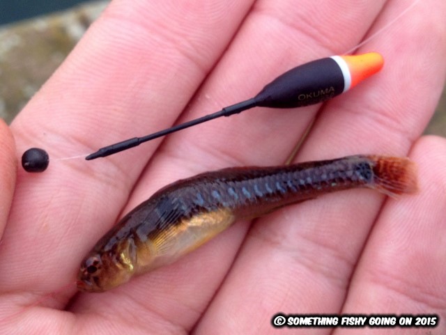 Something Fishy Going On: Fish know when they've been tanago'd.