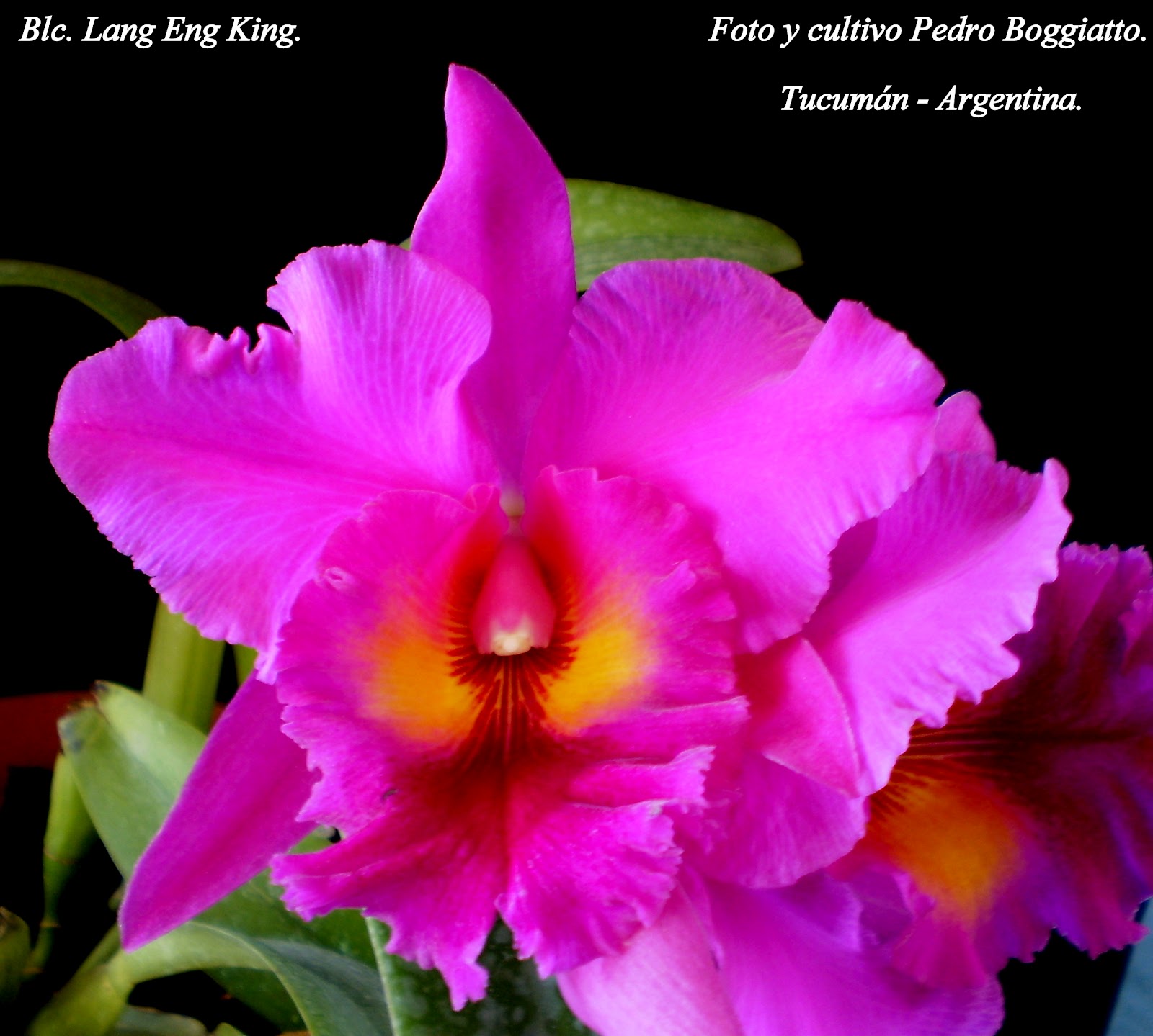 Orquidiófilos del Tucumán: Cultvo de Catleyas de Flores Grandes.