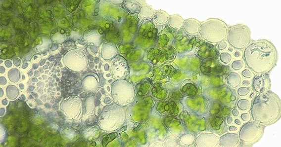 Difference between Chlorenchyma and Collenchyma | Major Differences