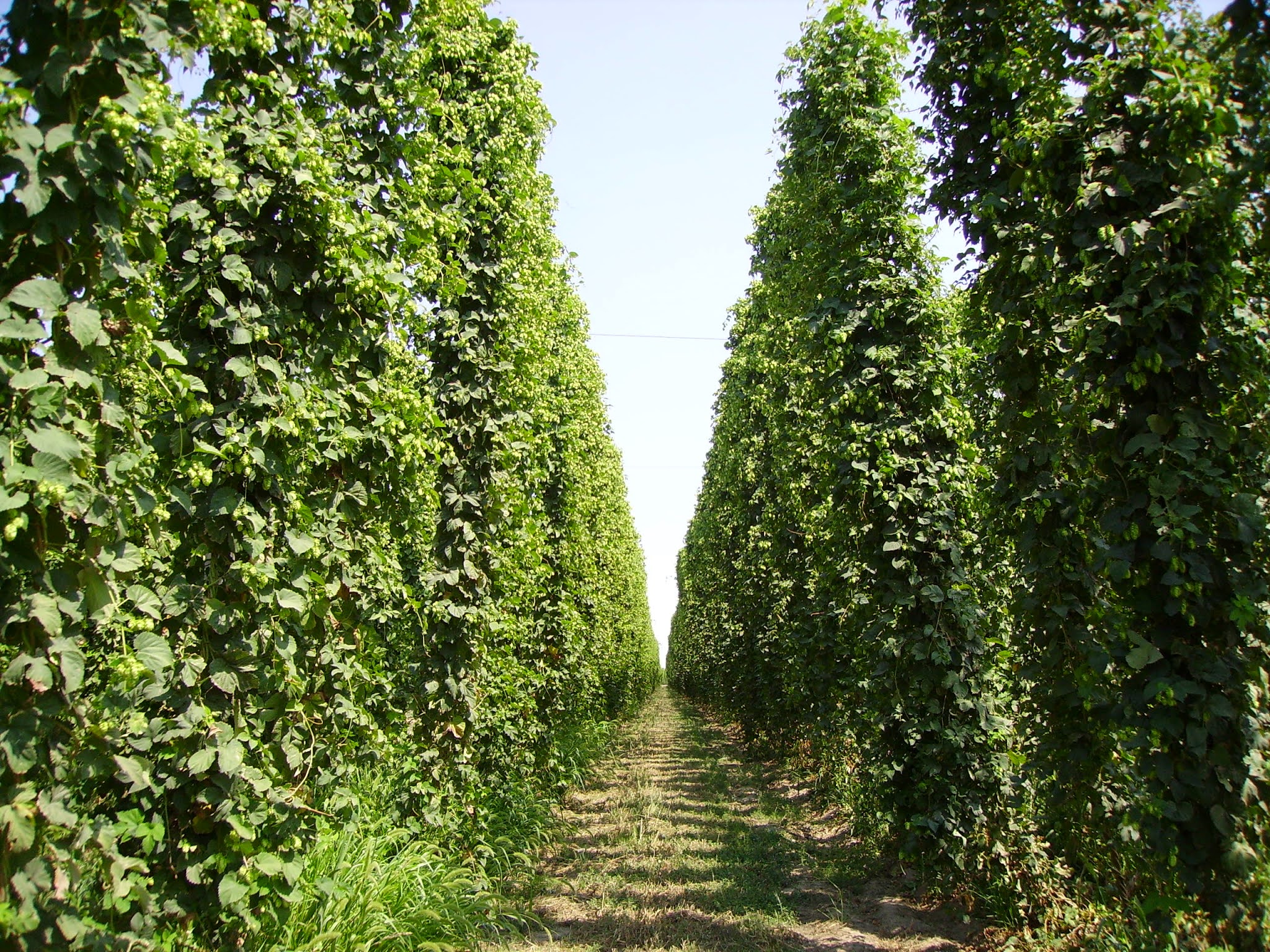 ¿Qué es el lúpulo?