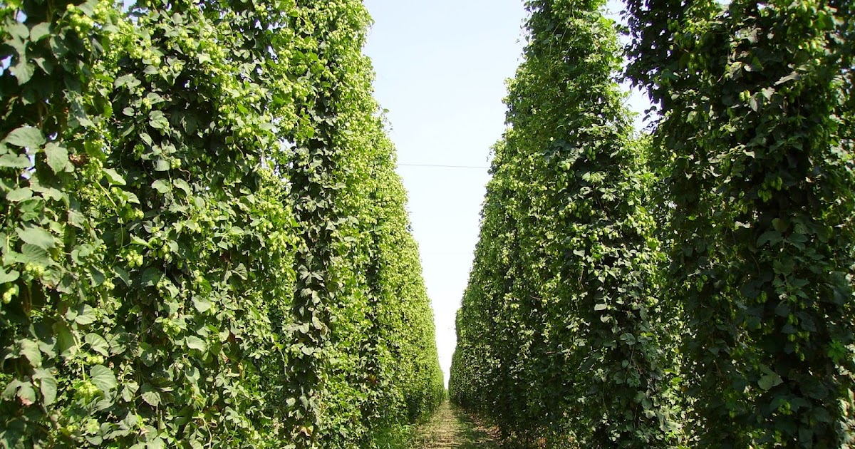 ¿Qué es el lúpulo?