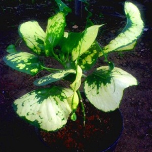 PURING (Codiaeum variegatum) - GANESHA FLORA