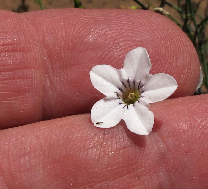 Esperance Wildflowers: Cyphanthera microphylla - Solanaceae