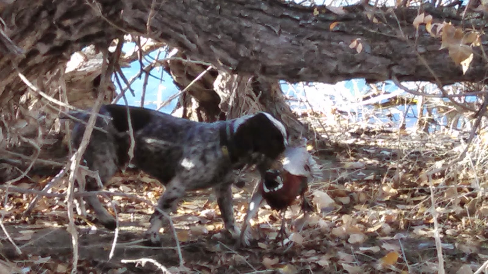 no longer at ease: first pheasant of the year