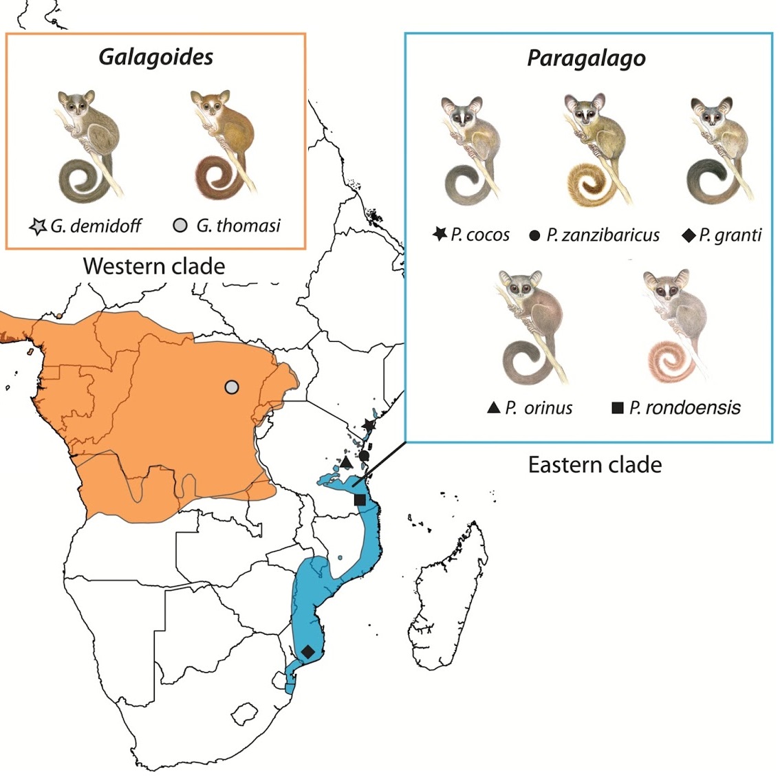 Species New to Science: [Mammalogy • 2017] Paragalago gen. nov. • A New ...