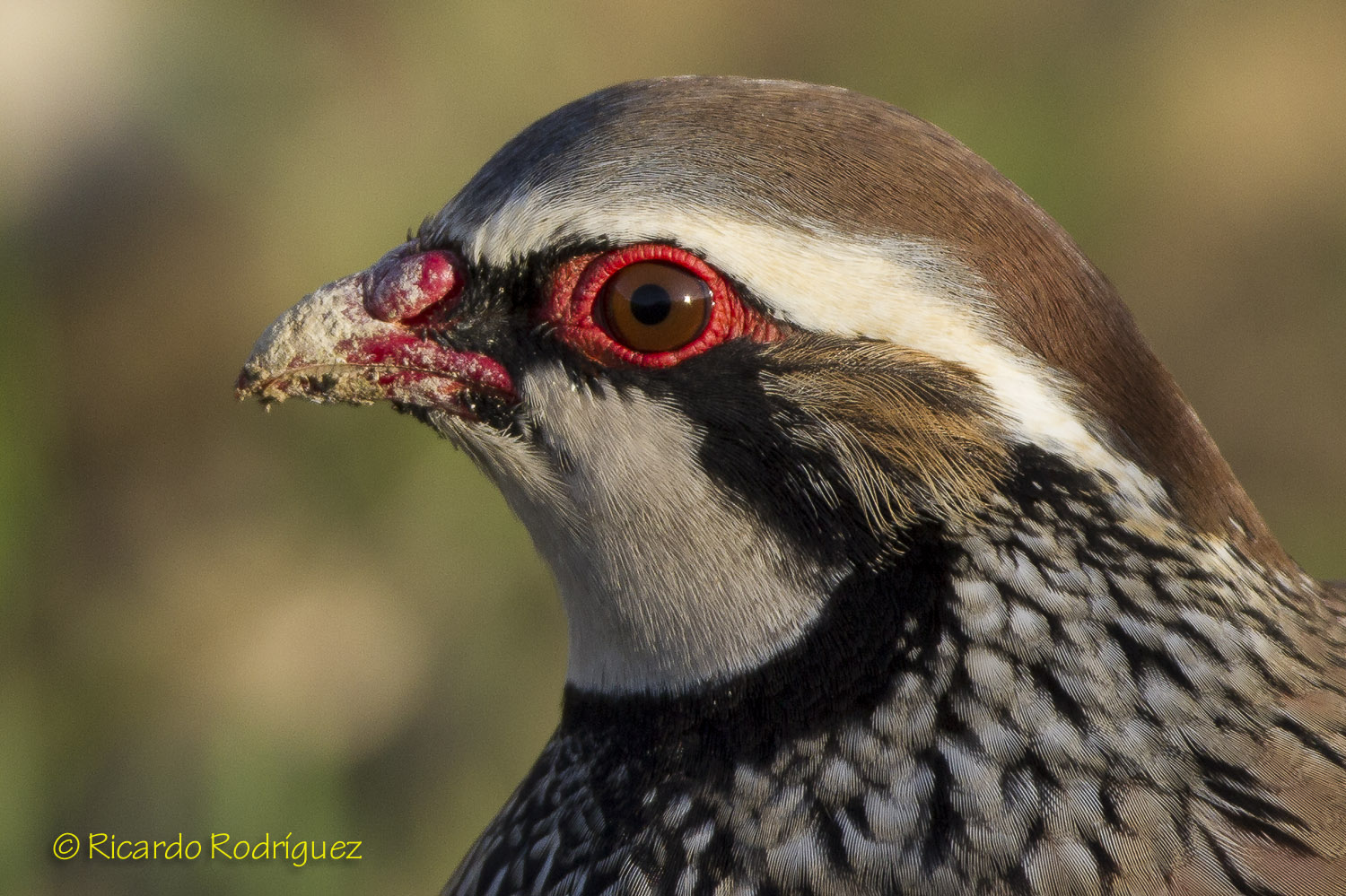 Aves de la balsa Zolina (Navarra): Perdiz roja (Alectoris rufa)