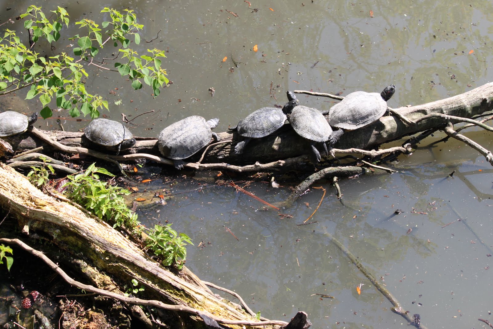 The Robertson Family: New Orleans Zoo