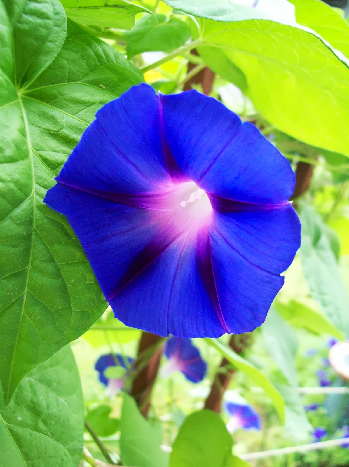 Walking With Ancestors: August 2013