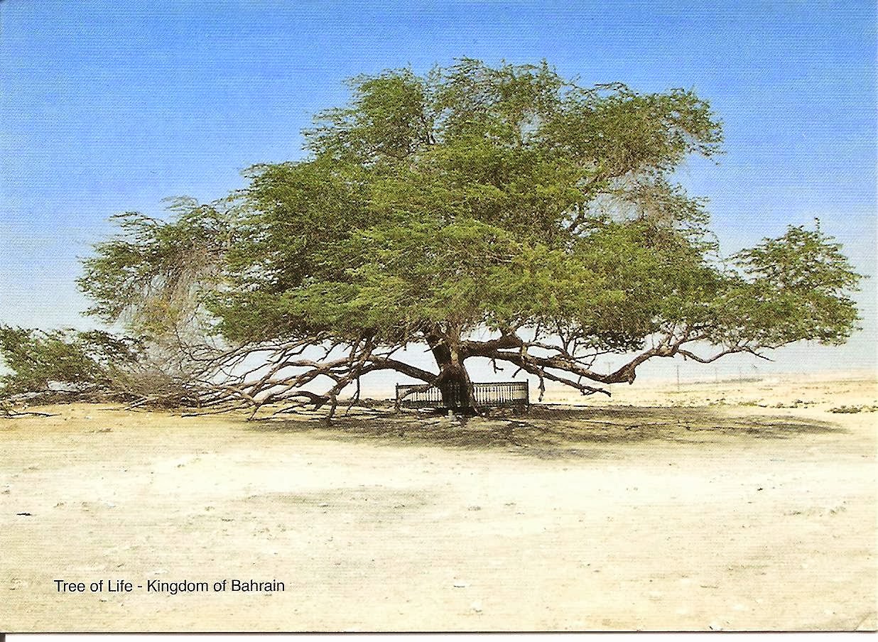 MY POSTCARD-PAGE: BAHRAIN ~Tree of Life