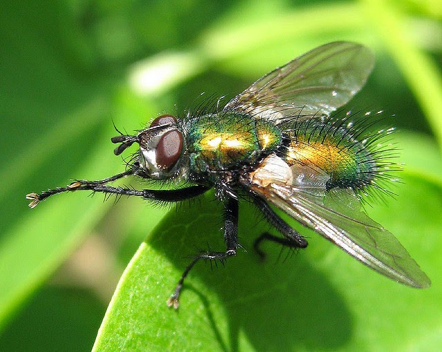 The Crazy Monarch Guy Tachinid Flies And Monarch Butterflies
