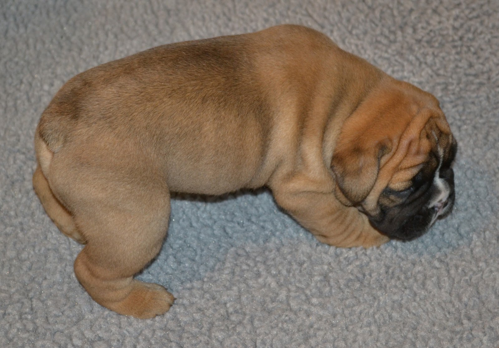 Anderson Bulldogges