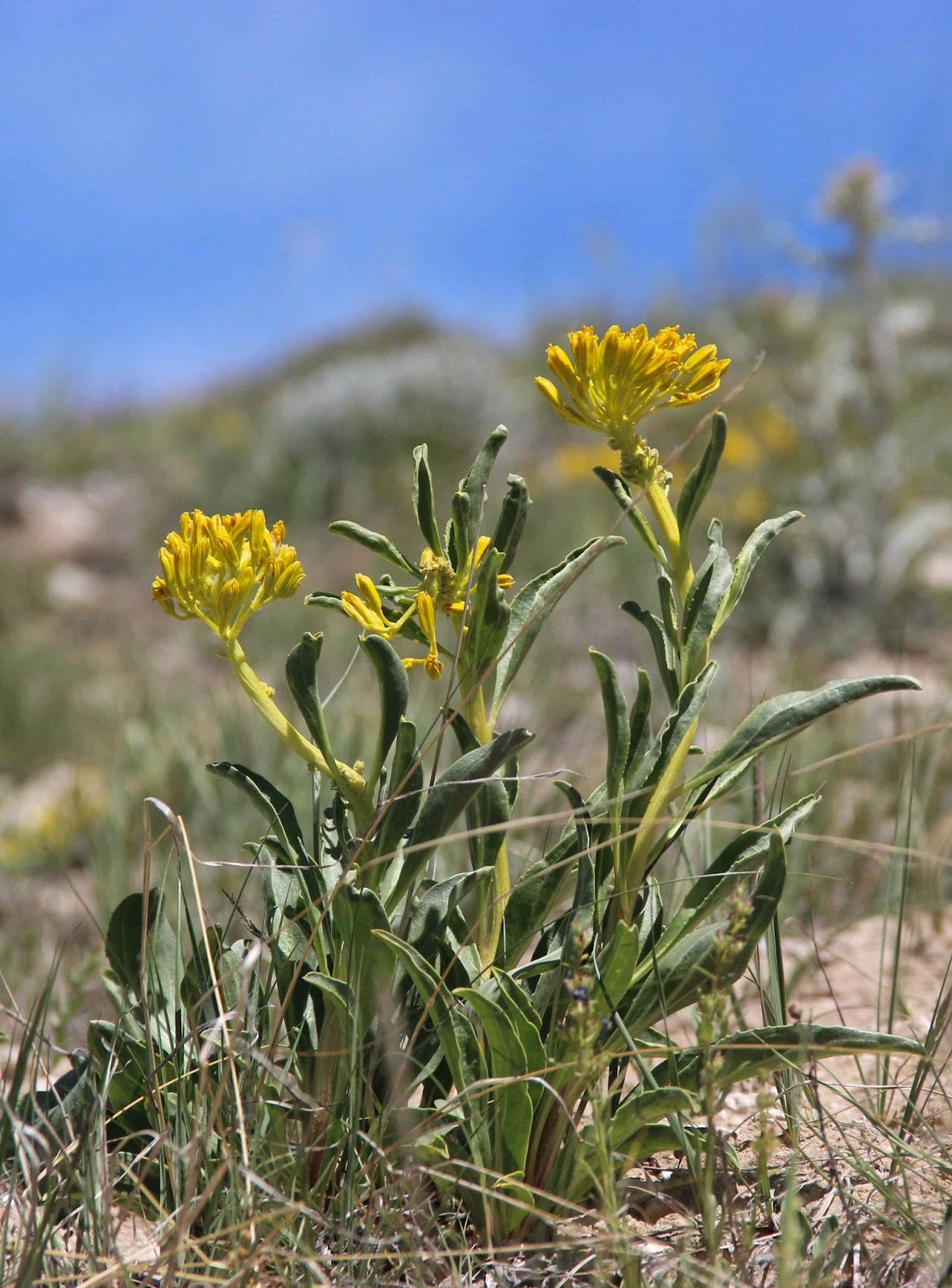 In the Company of Plants and Rocks: Yermo--a flamboyant and mysterious ...