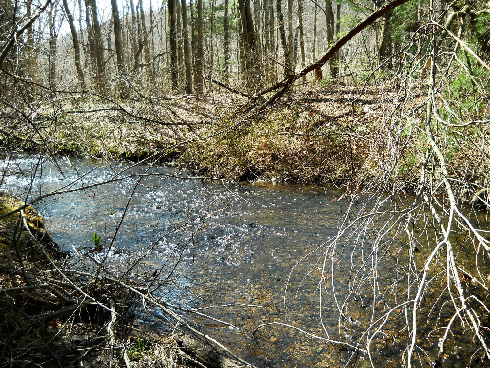 Small Stream Reflections: April 2013