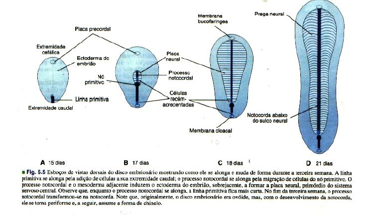 BIOMEDICINA-FARMÁCIA: TERCEIRA SEMANA DO DESENVOLVIMENTO HUMANO