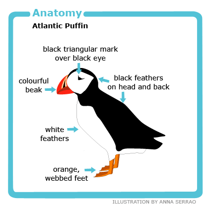 Atlantic Puffin Common Puffin Facts Diet Life Cycle