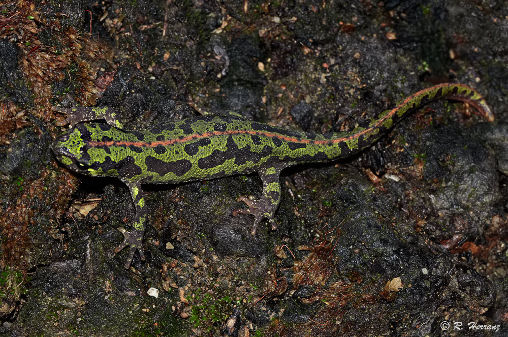 fotosricardo-h: TRITÓN PIGMEO - Southern marbled newt