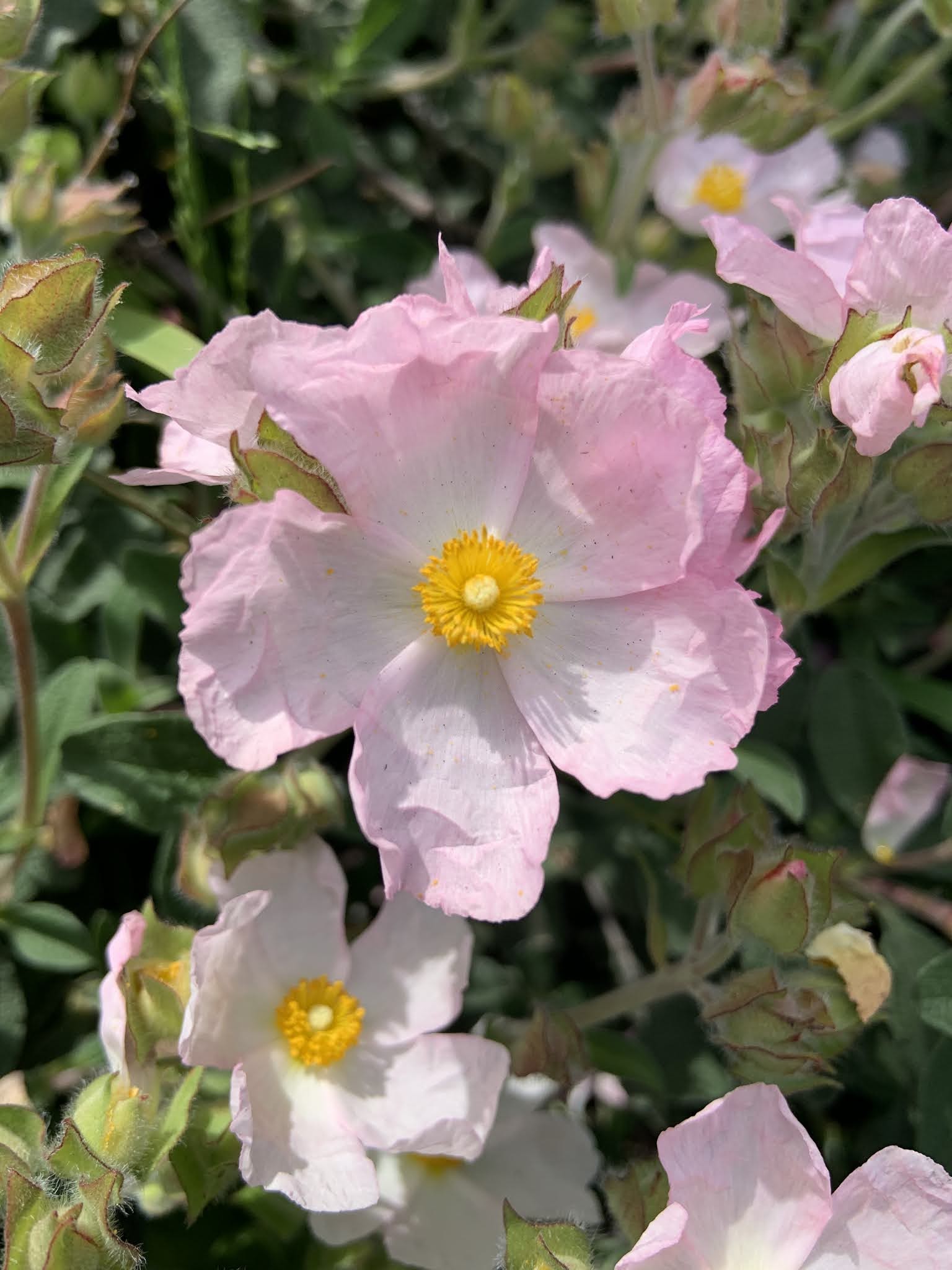 Pennsylvania Street Gardens: Plant Profile: Cistus x skanbergii (Pink ...