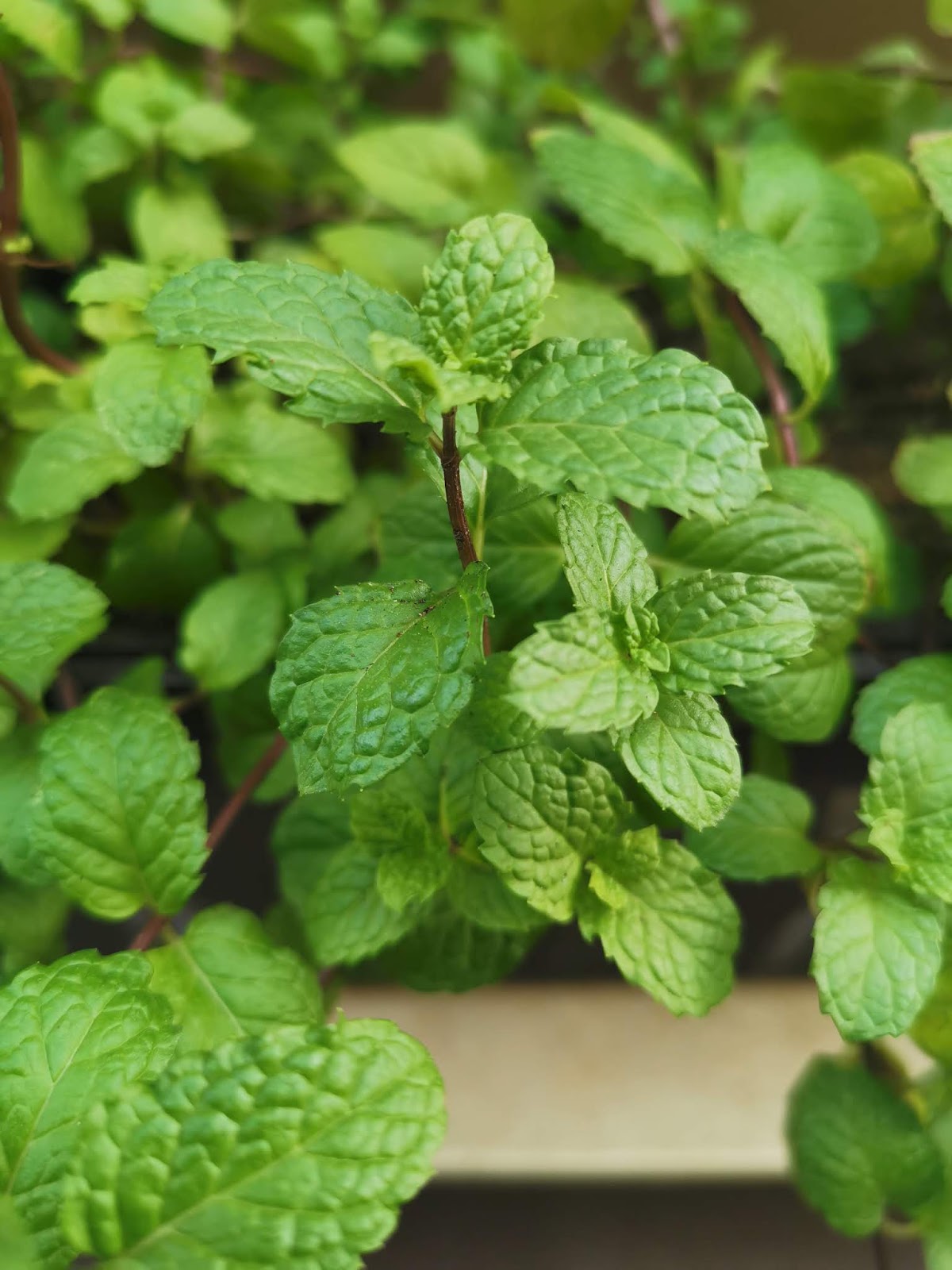 Plant #1: Mint Trees