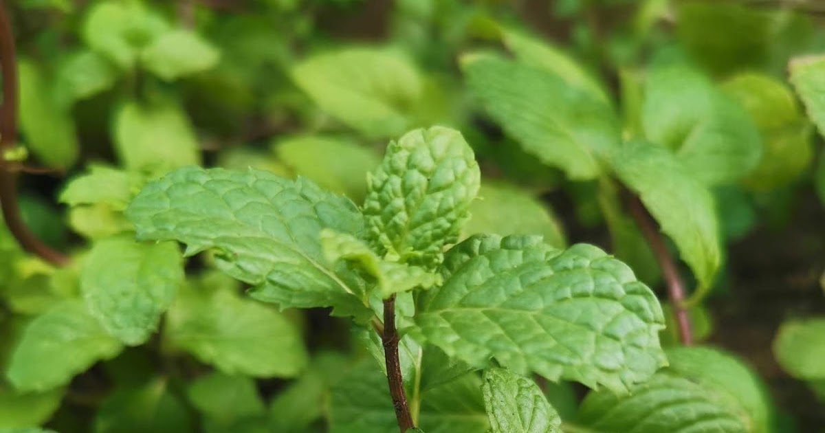 Plant #1: Mint Trees