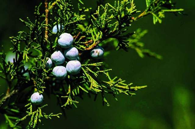 Springfield Plateau: Cedar- Past and Present