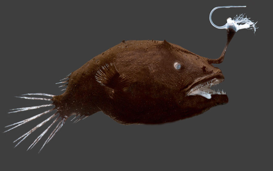 Artes de Pesca: ACTINOPTERYGII