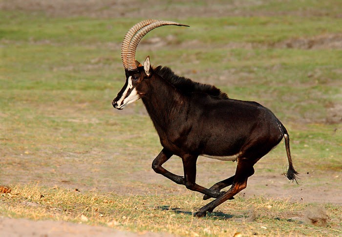 Sable Antelope | Amazing Facts & Latest Pictures | All Wildlife Photographs