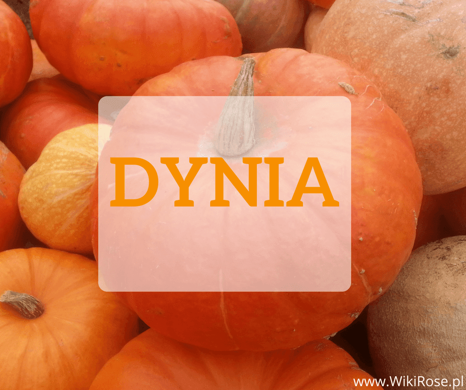 Dynia Zadziwia Swoimi Warto ciami Od ywczymi I W a ciwo ciami dynia-zadziwia-swoimi-warto-ciami-od-ywczymi-i-w-a-ciwo-ciami
