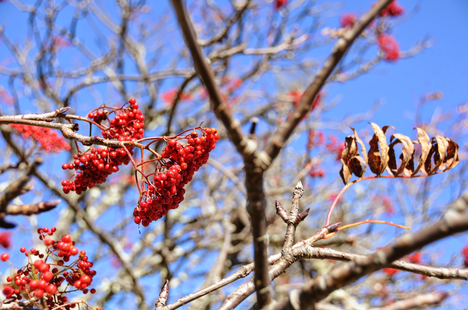 A Year With the Trees: American Mountain Ash - Sorbus americana