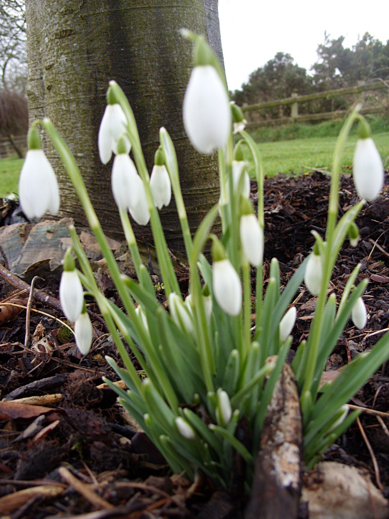 Kelli's Northern Ireland Garden: Snowdrops on Show
