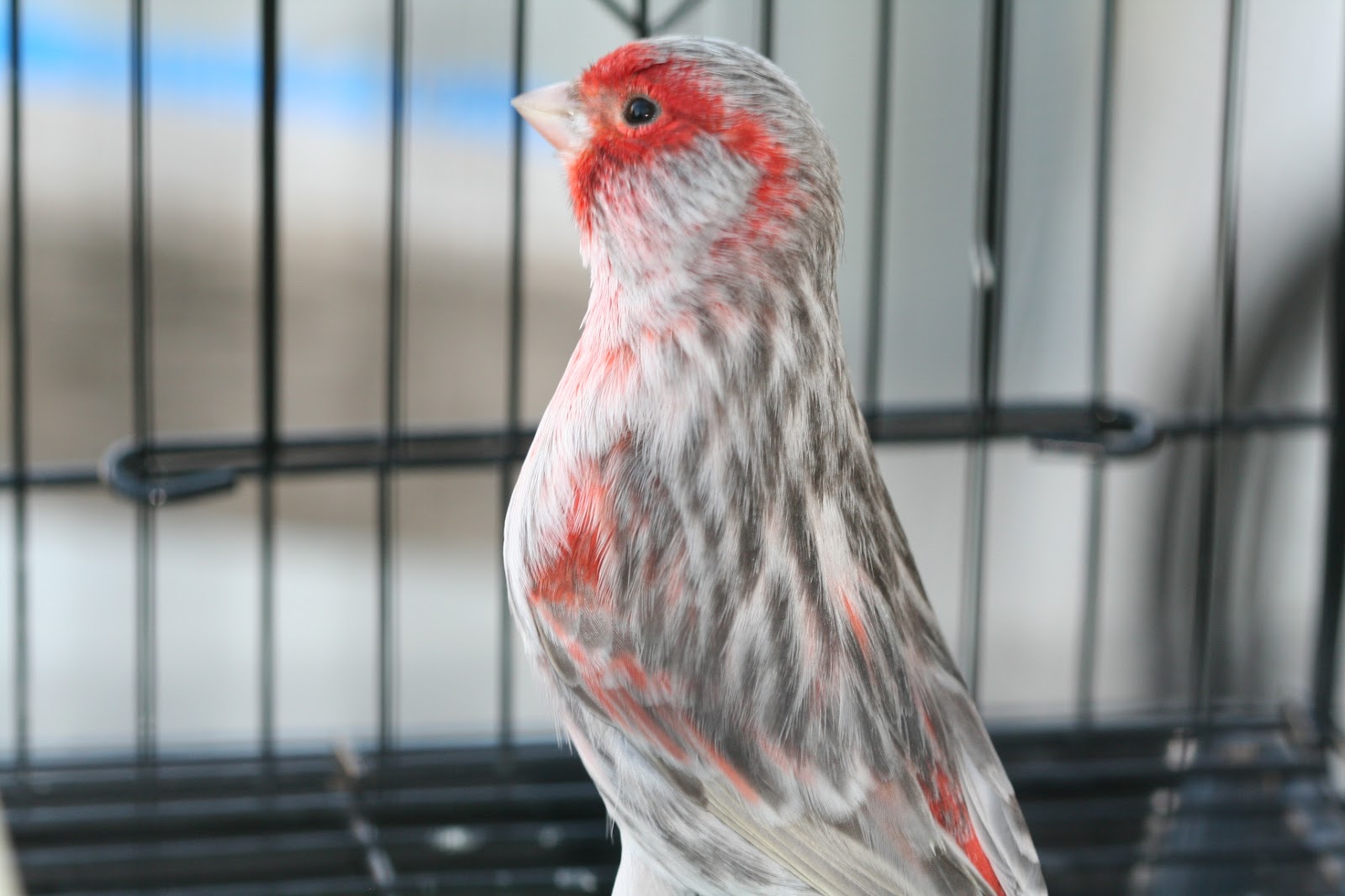 Silva's Birds: Color Canaries 1