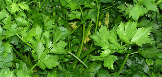 Što sve liječi peršin?