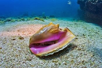 The Polished Vault: Incresingly Rare Gems - Conch "Pearls"