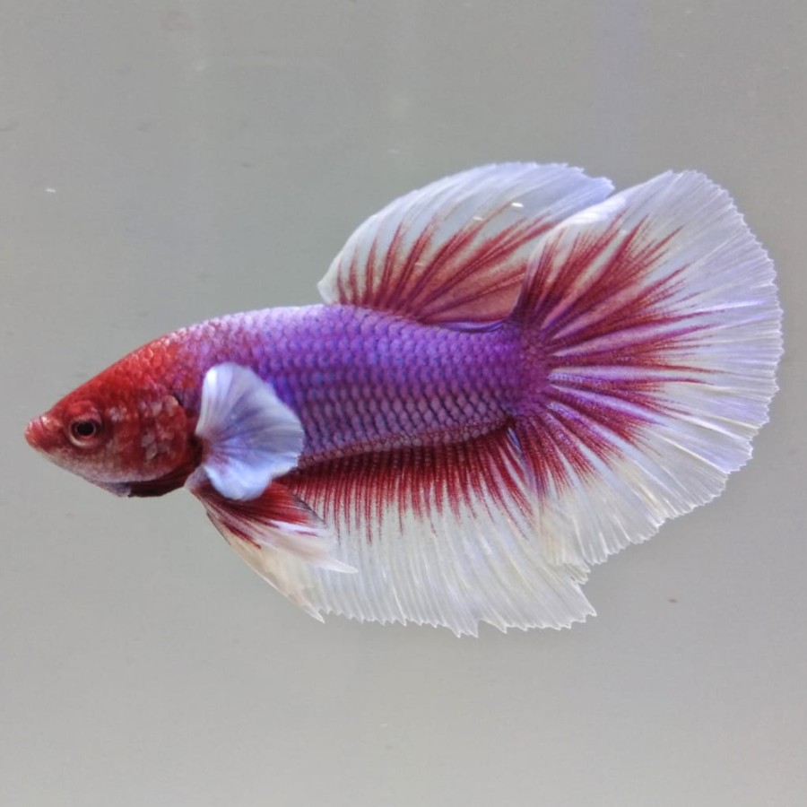 The Best Live Male Lavender Butterfly Halfmoon Tail Betta Splendens Fish