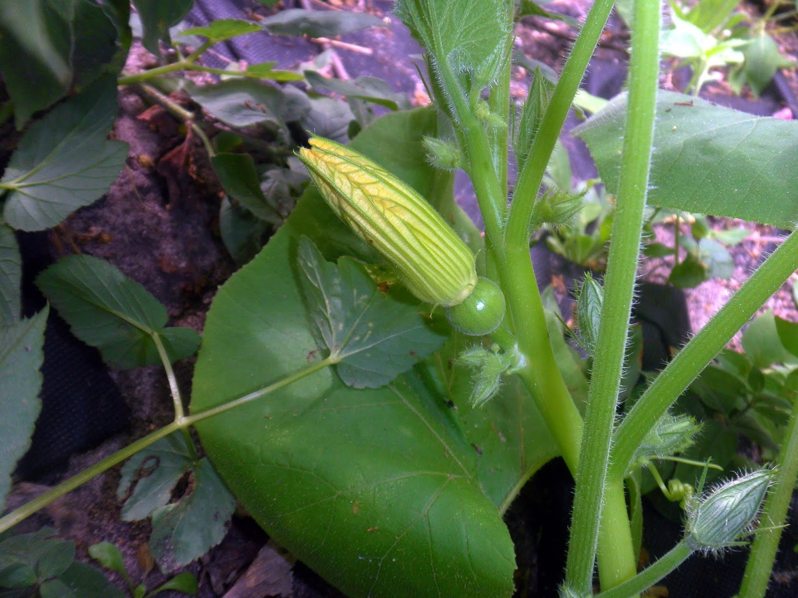Scirpidiella's Plants: Wild squash species (Cucurbita sp. div.)