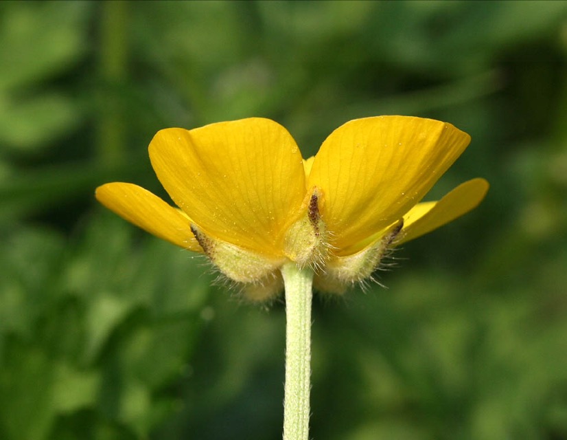 Plant Database: Ranunculus repens