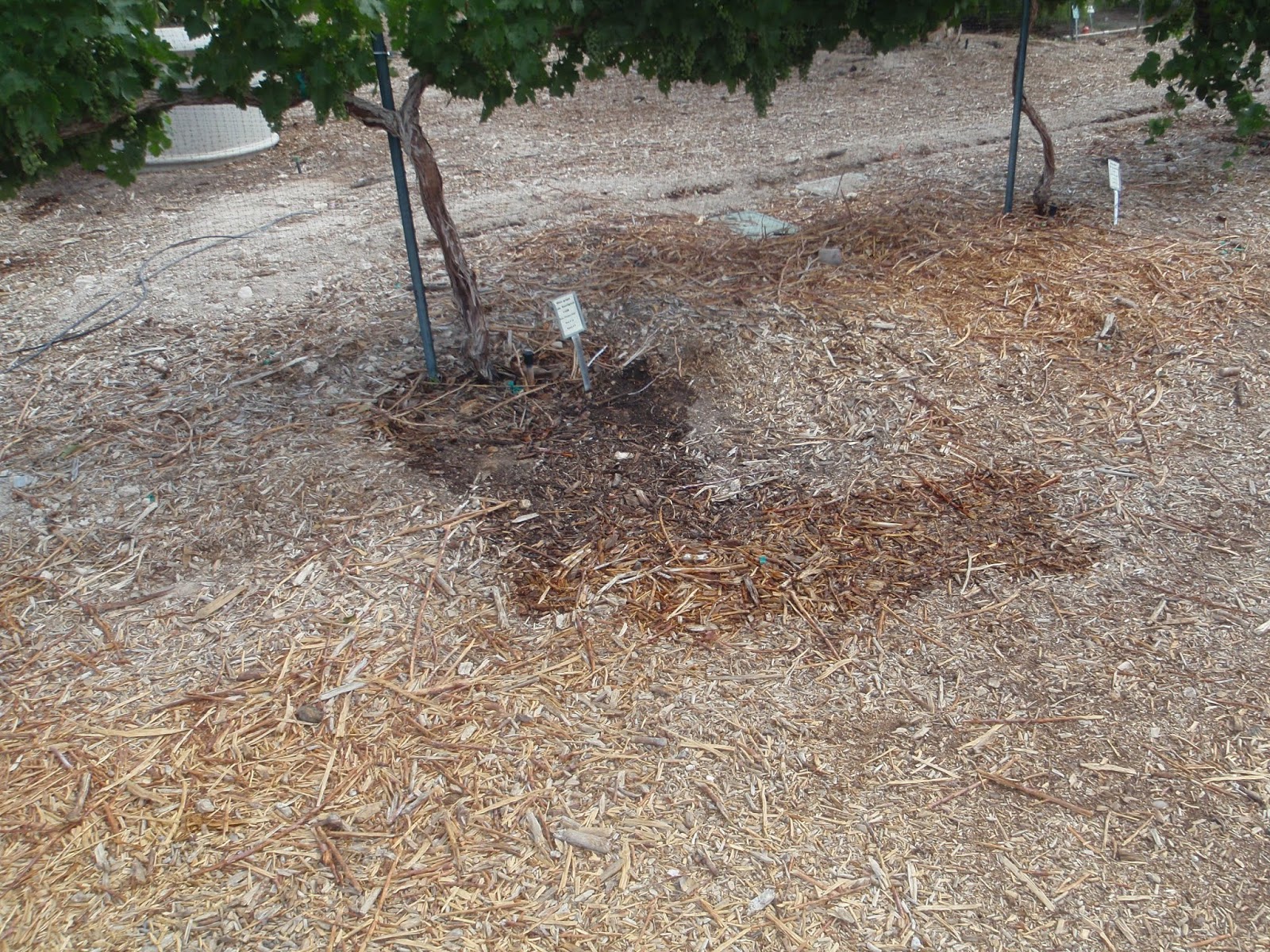 Xtremehorticulture of the Desert: Reviving an Old Grape Vine Nearly Dead